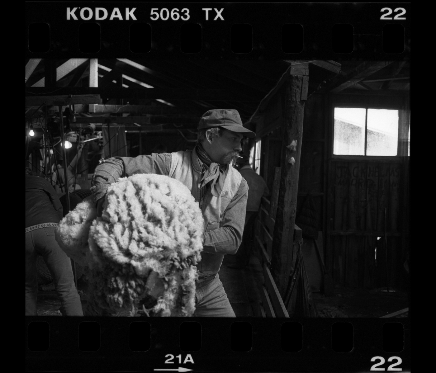 ADEL SHEEP SHEARING, SIEBEN LIVE STOCK COMPANY – MAGDA