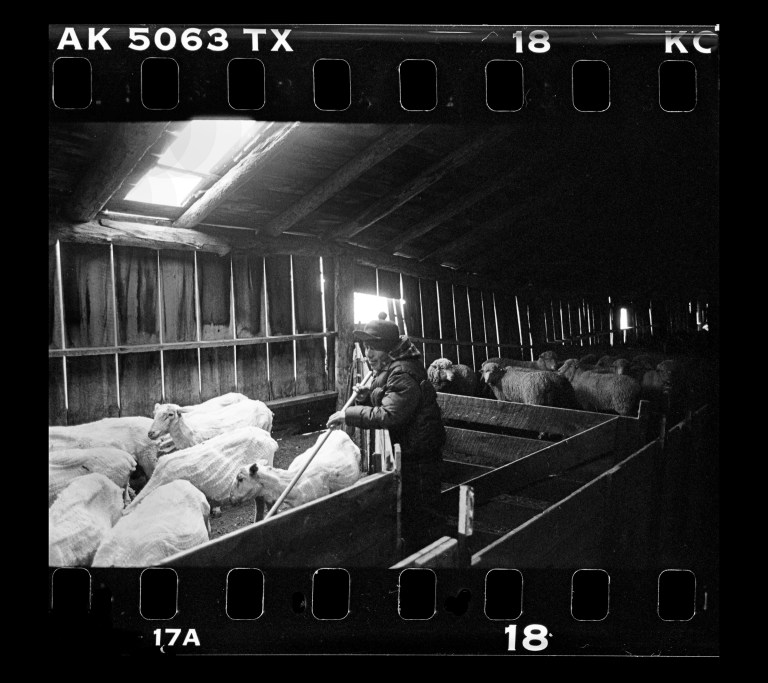 ADEL SHEEP SHEARING, SIEBEN LIVE STOCK COMPANY – MAGDA