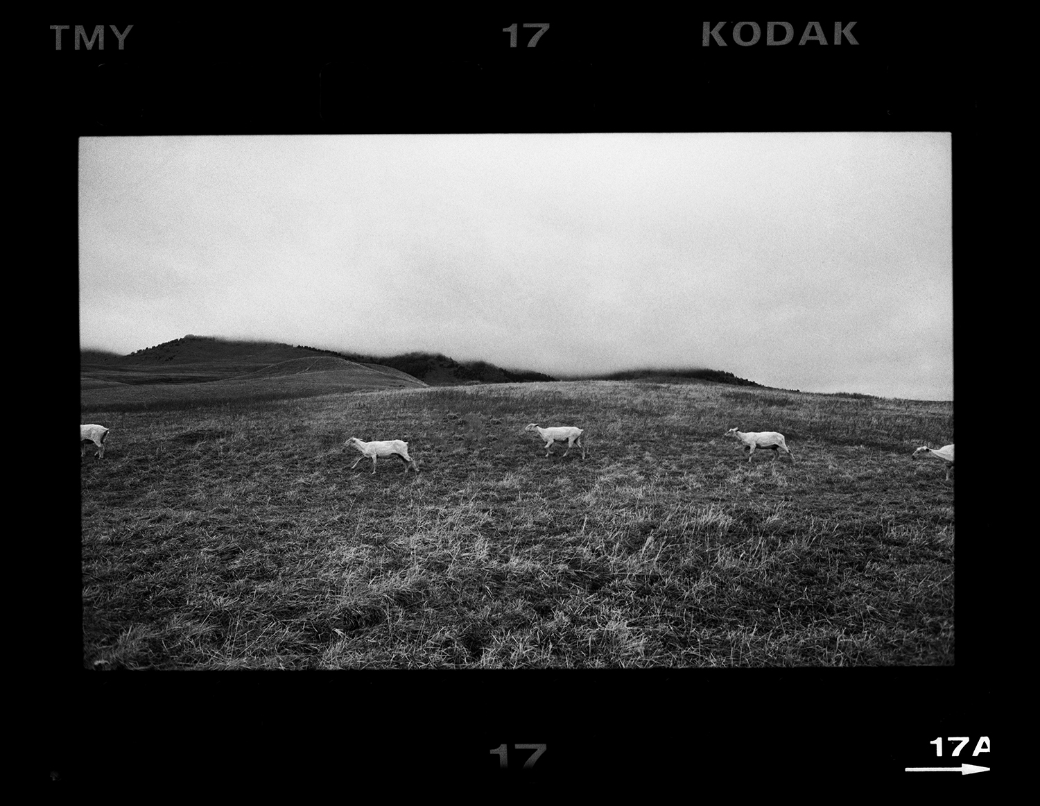 ADEL SHEEP SHEARING, SIEBEN LIVE STOCK COMPANY – MAGDA